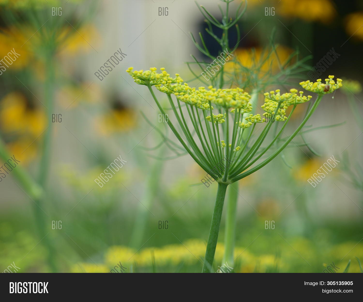 Dill Plant Blooms Image & Photo (Free Trial) | Bigstock