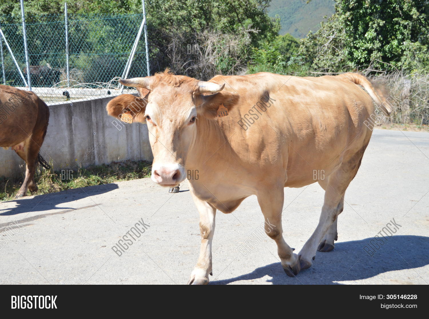 Portrait Brown Cow Image & Photo (Free Trial) | Bigstock