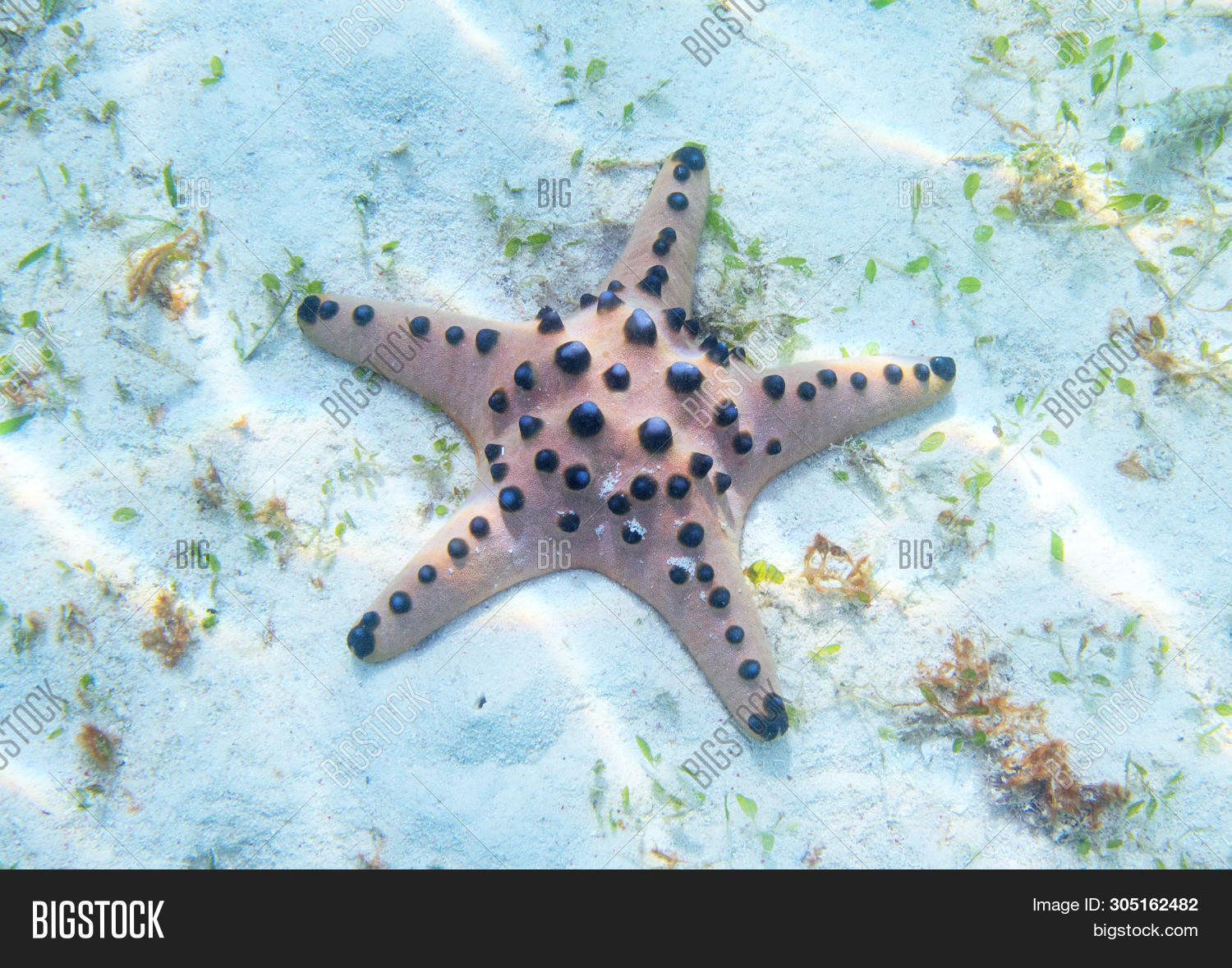 Orange Starfish On Image & Photo (Free Trial) | Bigstock