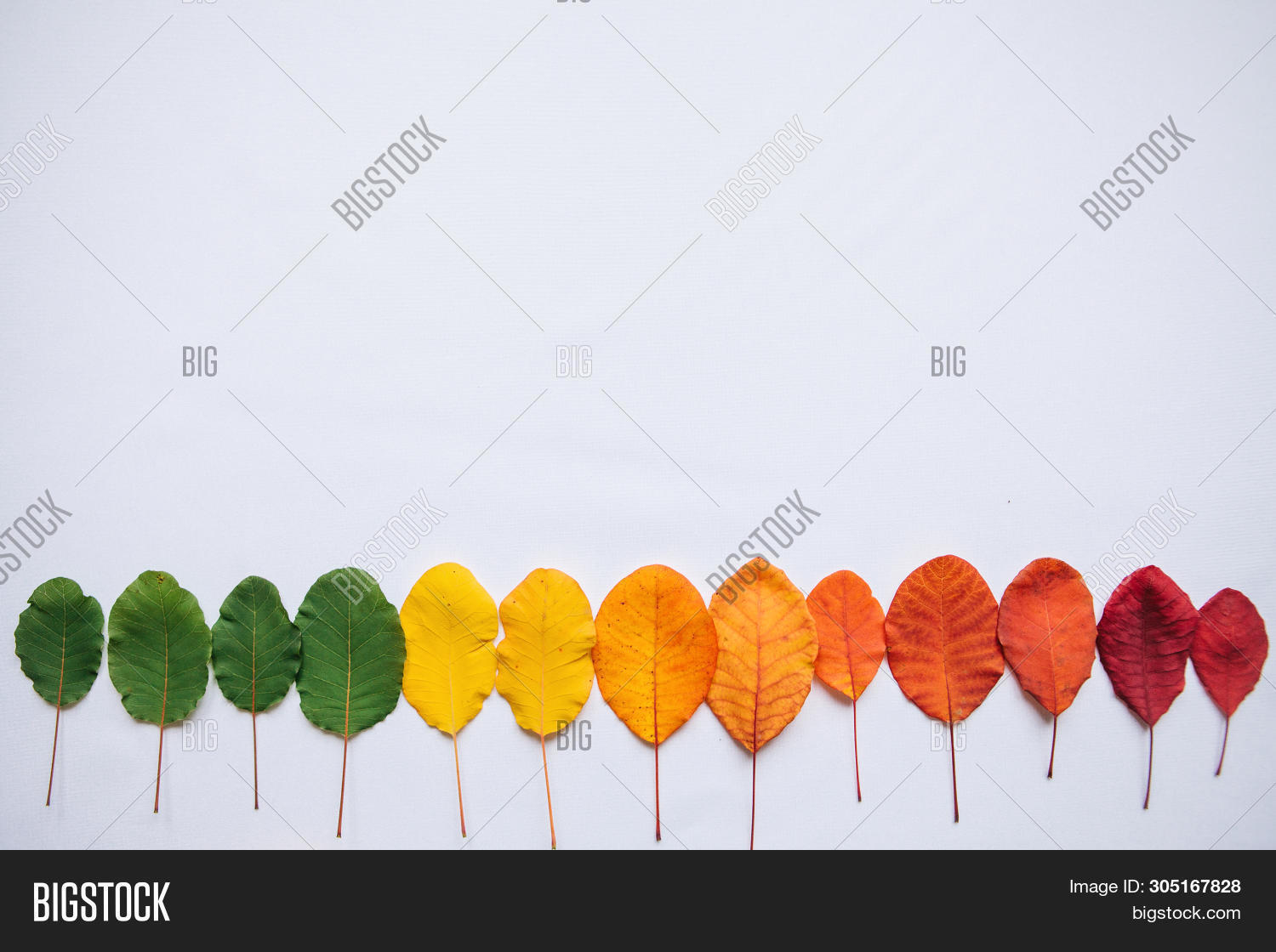 Multi-colored Leaves Image & Photo (Free Trial) | Bigstock