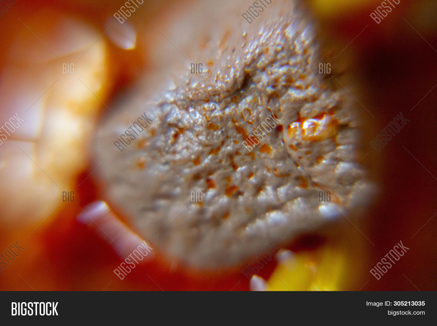 Macro, Chicken Blood Image & Photo (Free Trial) | Bigstock