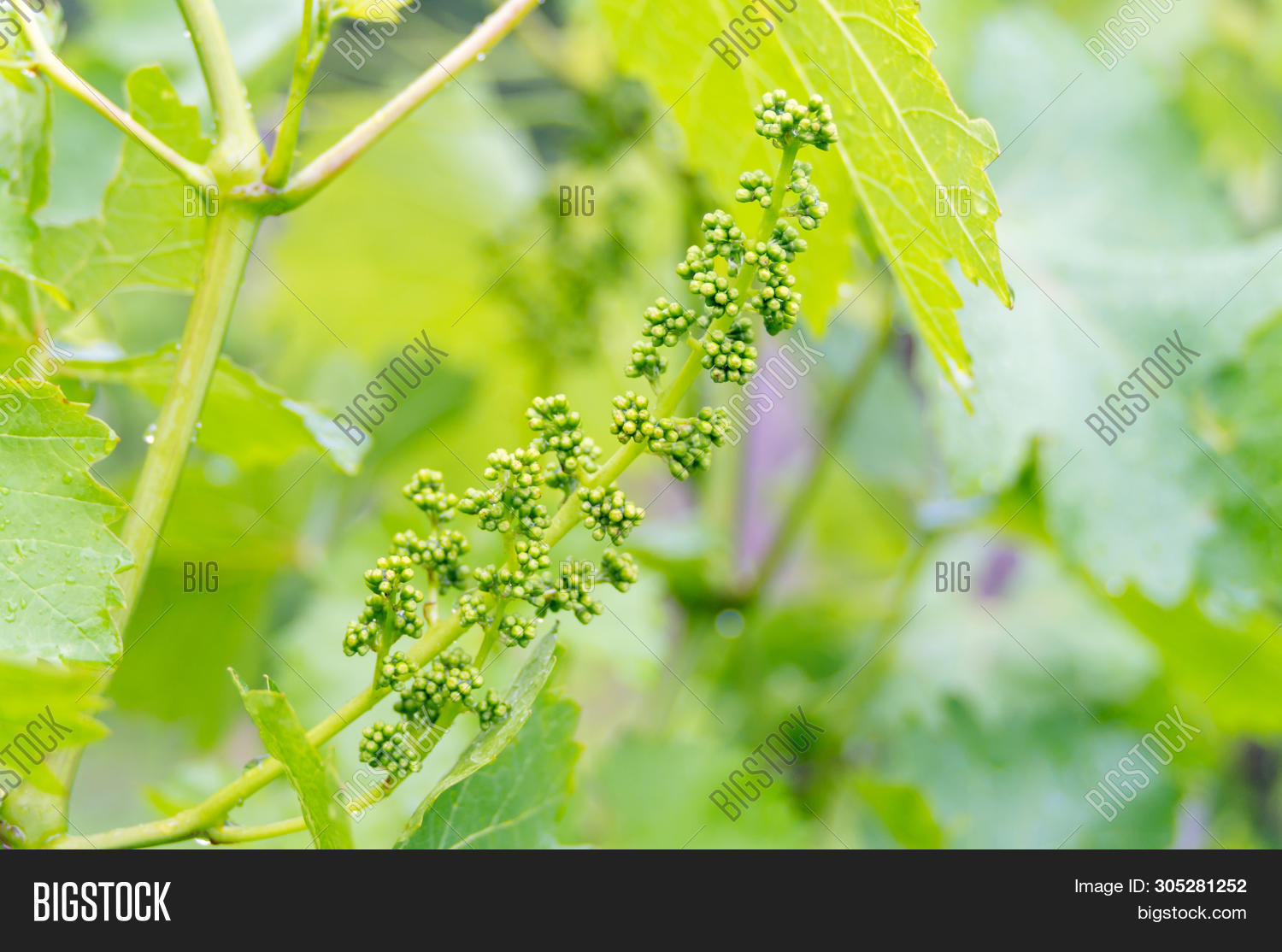 Grape Flower Buds, Image & Photo (Free Trial) | Bigstock
