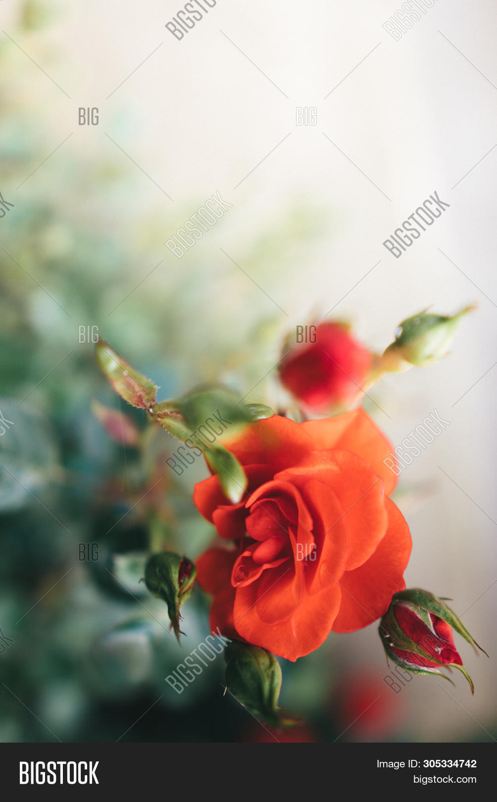 Red Rose On Branch Image & Photo (Free Trial) | Bigstock