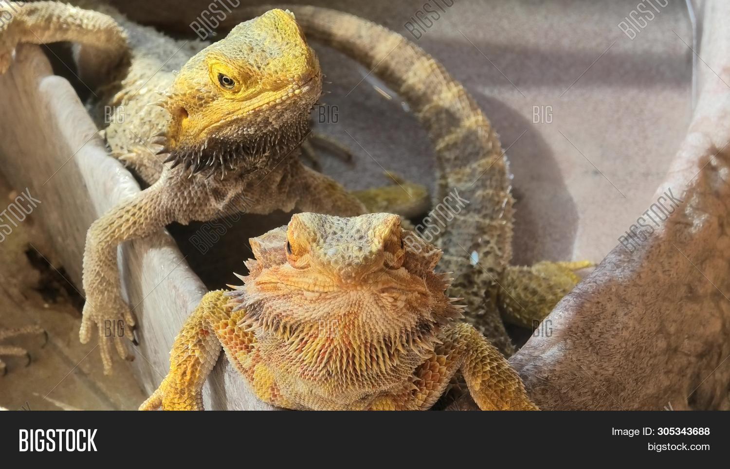 Two Pogona Vitticeps Image & Photo (Free Trial) | Bigstock