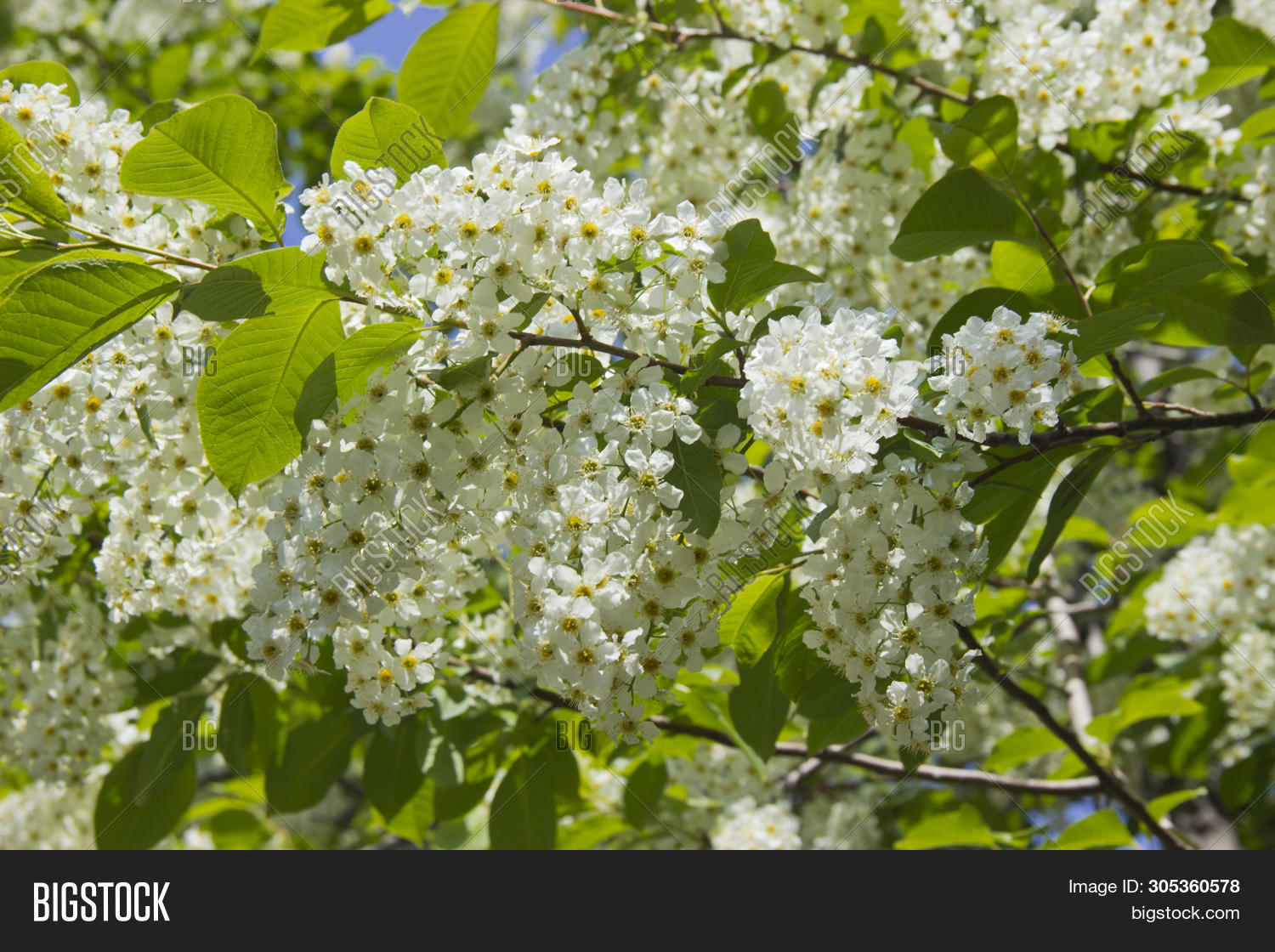 Prunus Padus Species Image & Photo (Free Trial) | Bigstock