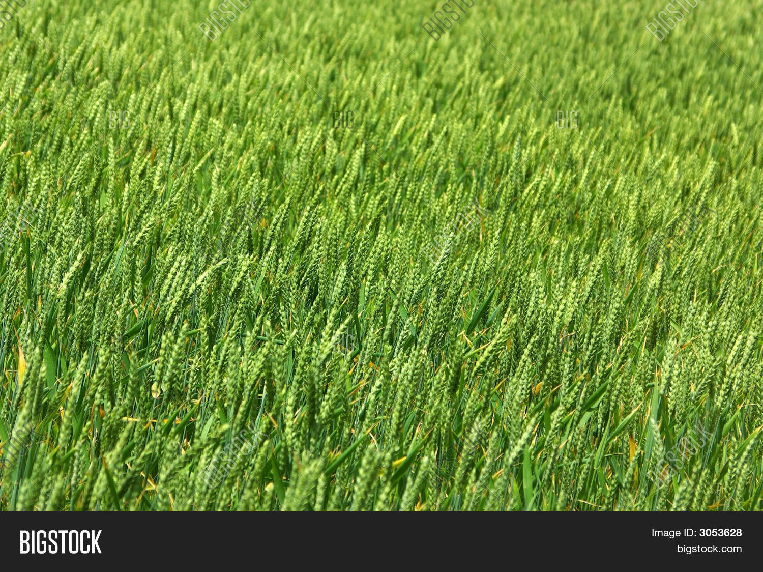 Green Texture Field Image & Photo (Free Trial) | Bigstock