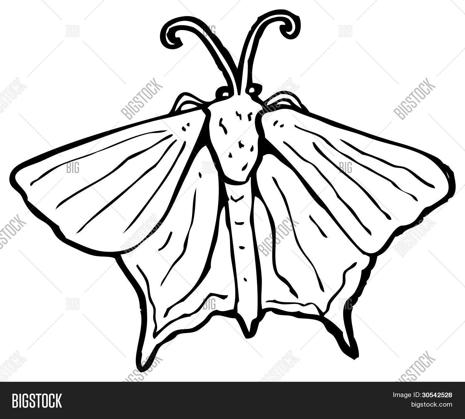 Cartoon Moth Image & Photo (Free Trial) | Bigstock