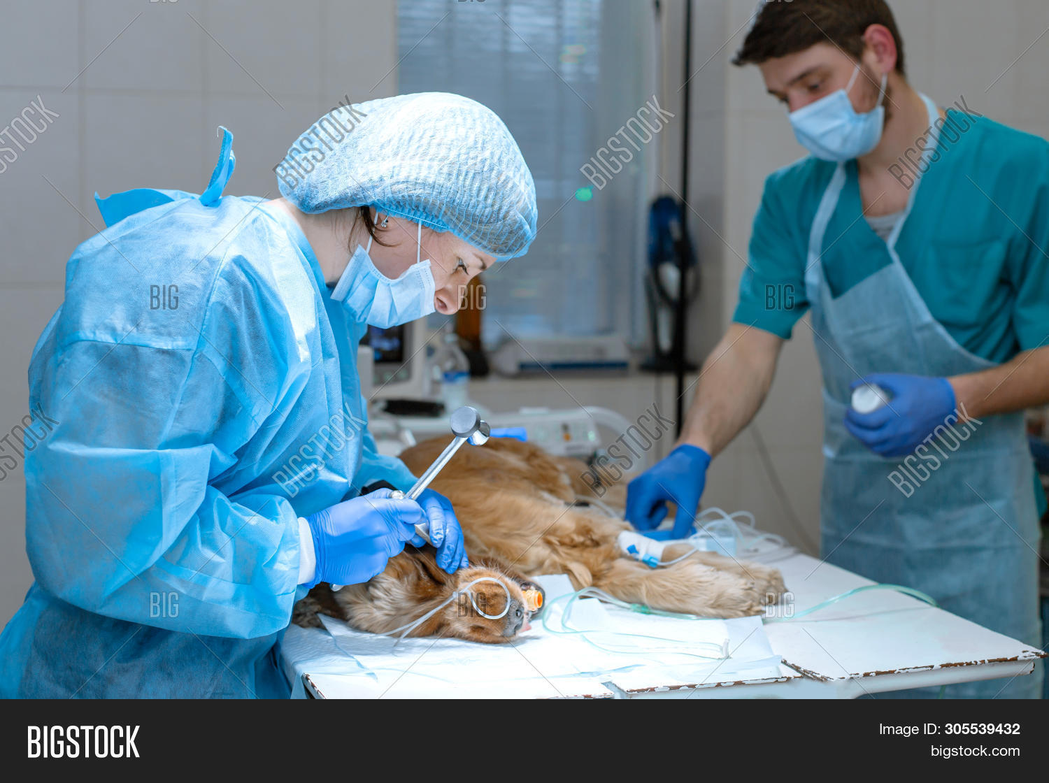 Veterinary Dentistry. Image & Photo (Free Trial) | Bigstock