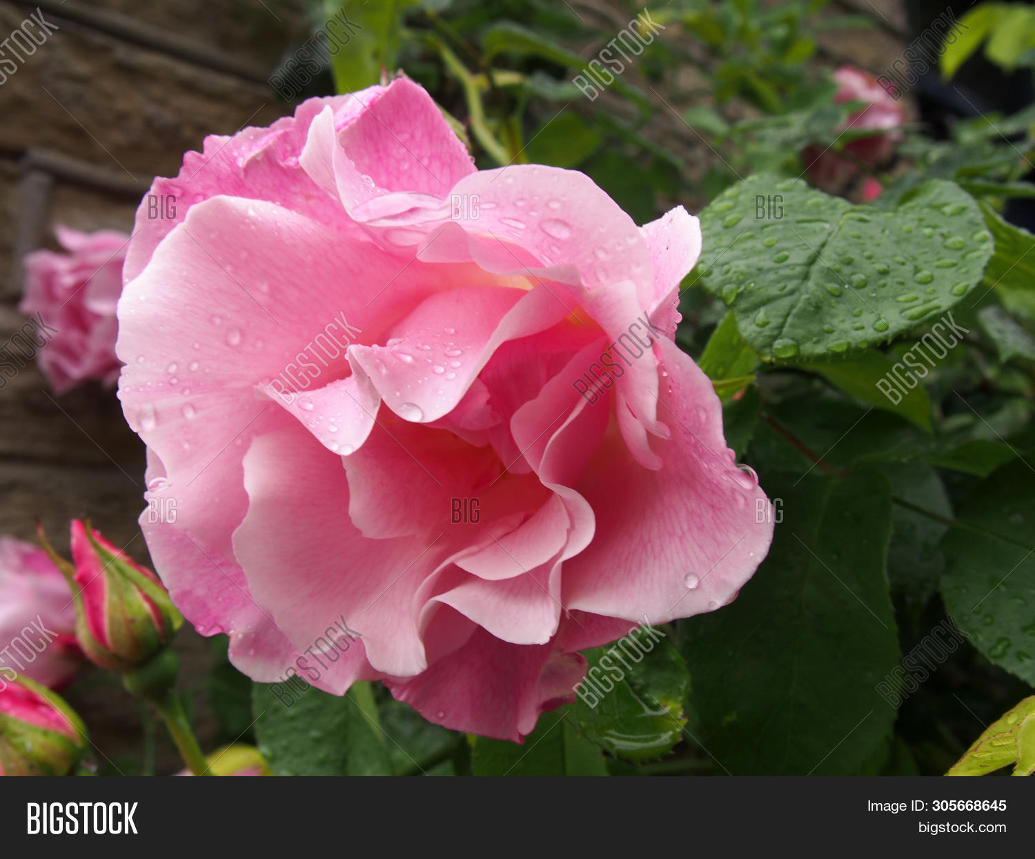 Large Pink Roses Bloom Image & Photo (Free Trial) | Bigstock