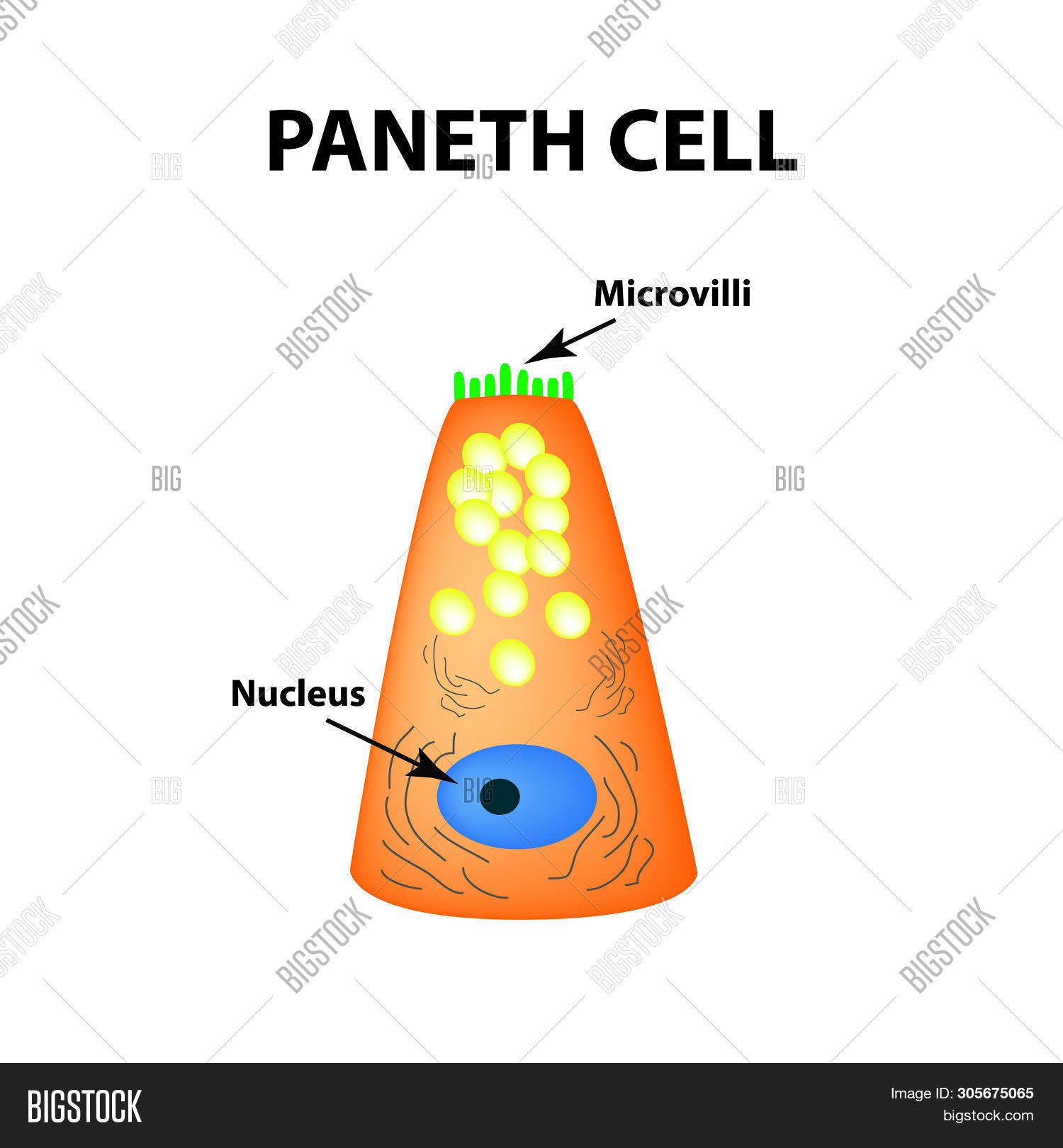 Structure Paneth Cells Image & Photo (Free Trial) | Bigstock
