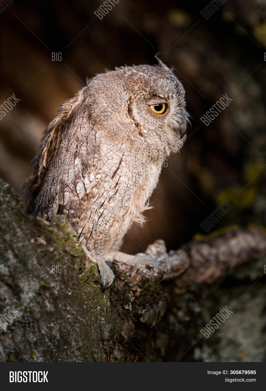 Small Scops Owl Tree Image & Photo (Free Trial) | Bigstock