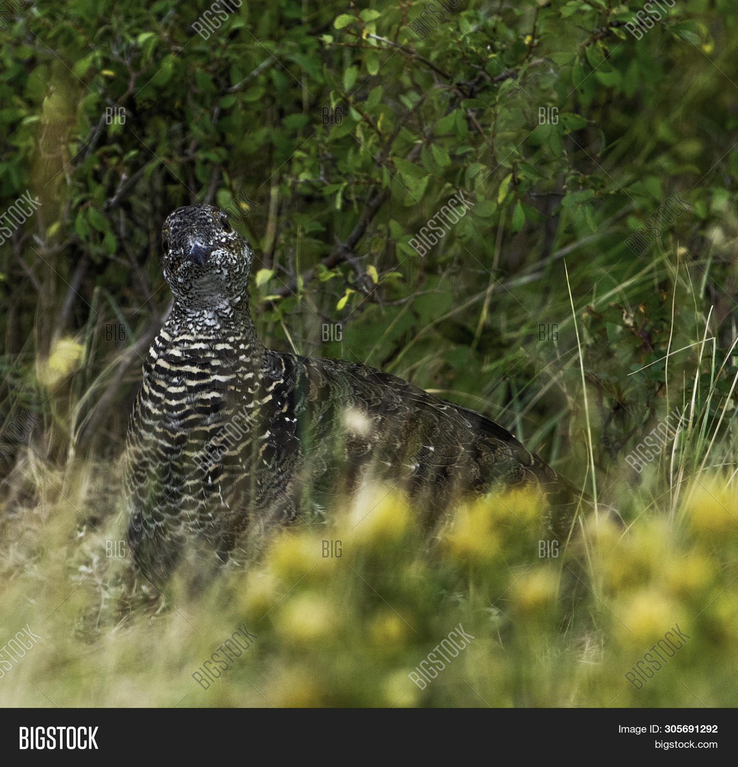 Dusky Grouse ( Image & Photo (Free Trial) | Bigstock