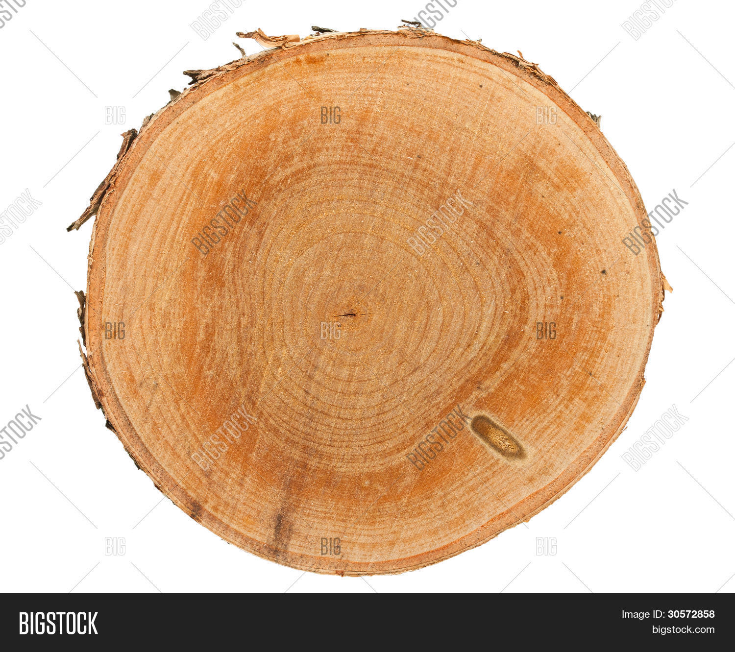 Tree Stump Top View Image & Photo (Free Trial) | Bigstock