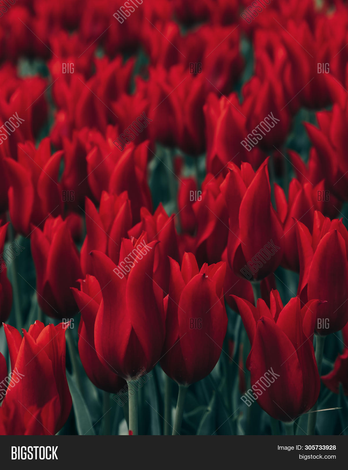 Bed Deep Red Tulips. Image & Photo (Free Trial) | Bigstock