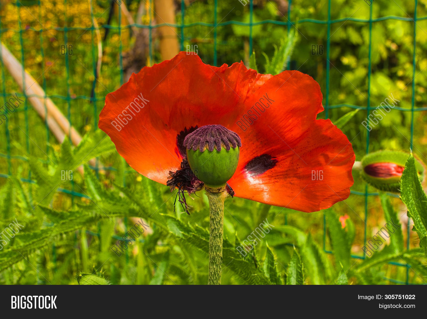 Giant Red Poppy Which Image & Photo (Free Trial) | Bigstock