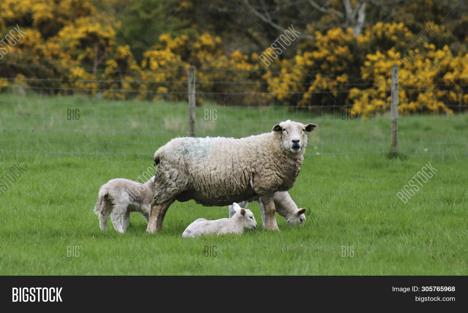 Sheep Field. Young Image & Photo (Free Trial) | Bigstock