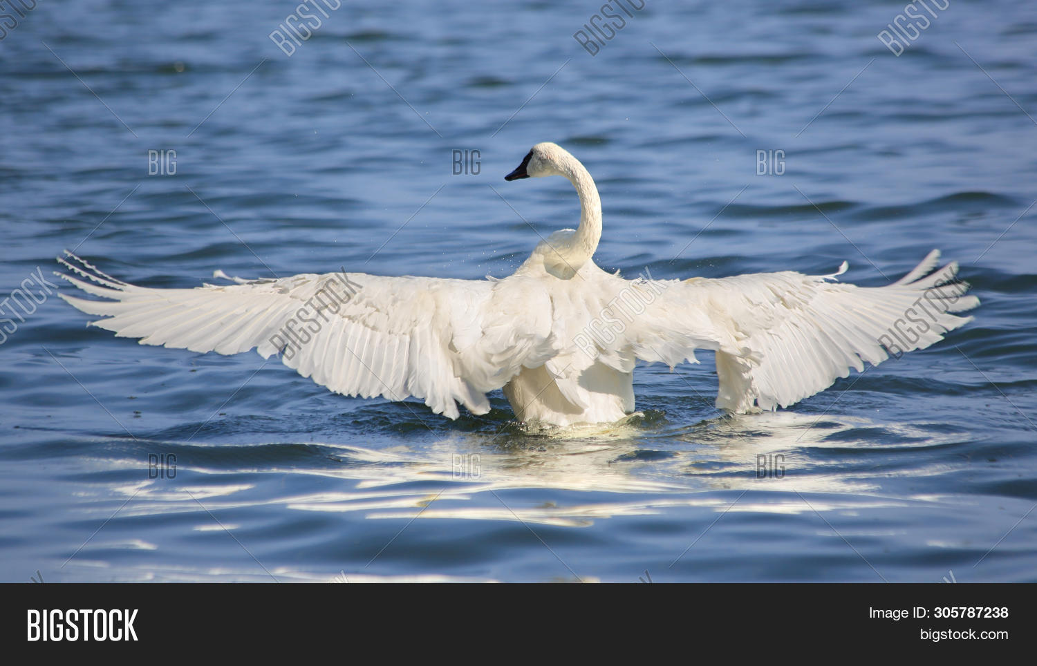 Trumpeter Swan Image & Photo (Free Trial) | Bigstock