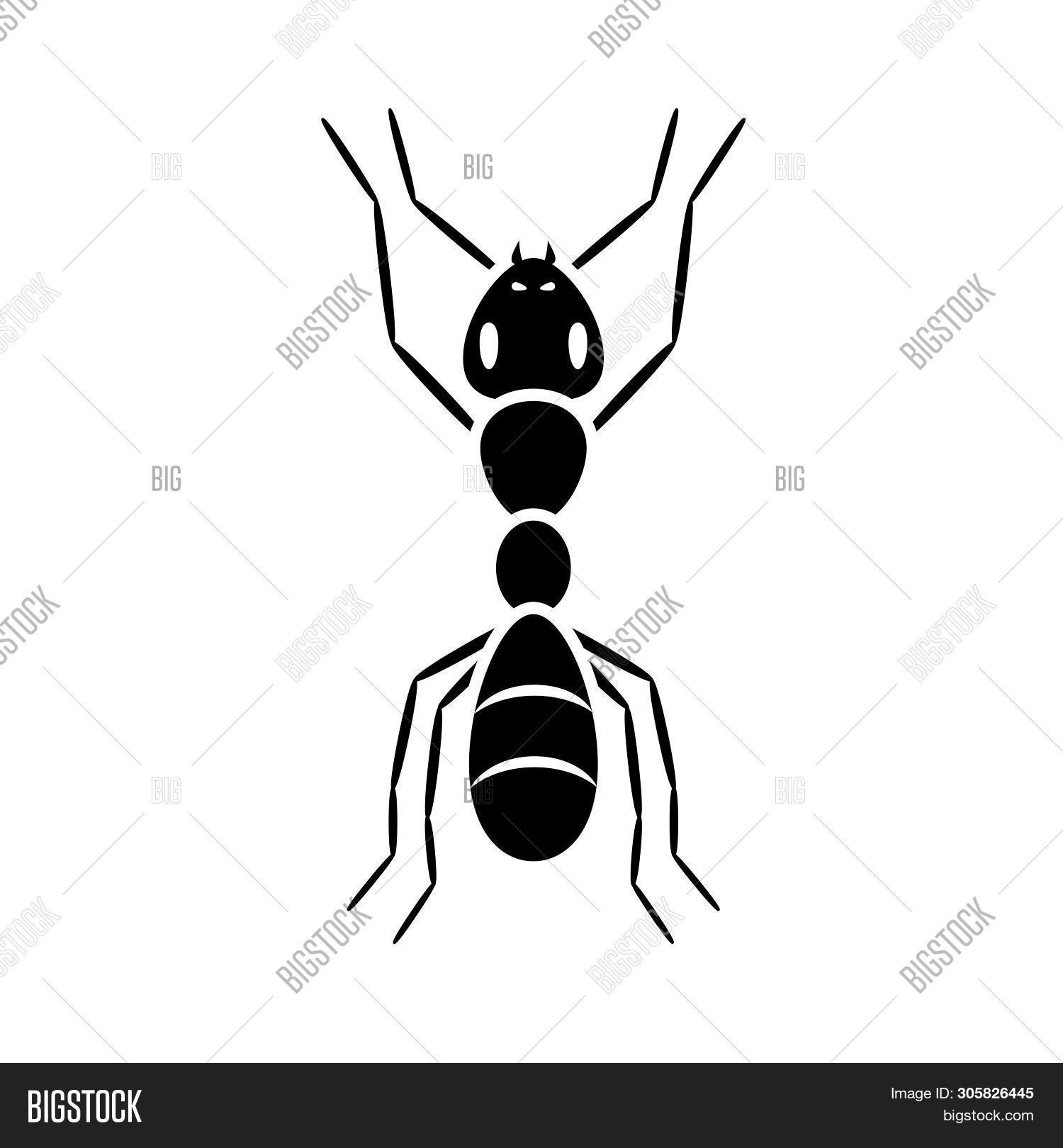 Ant Top View Image & Photo (Free Trial) | Bigstock