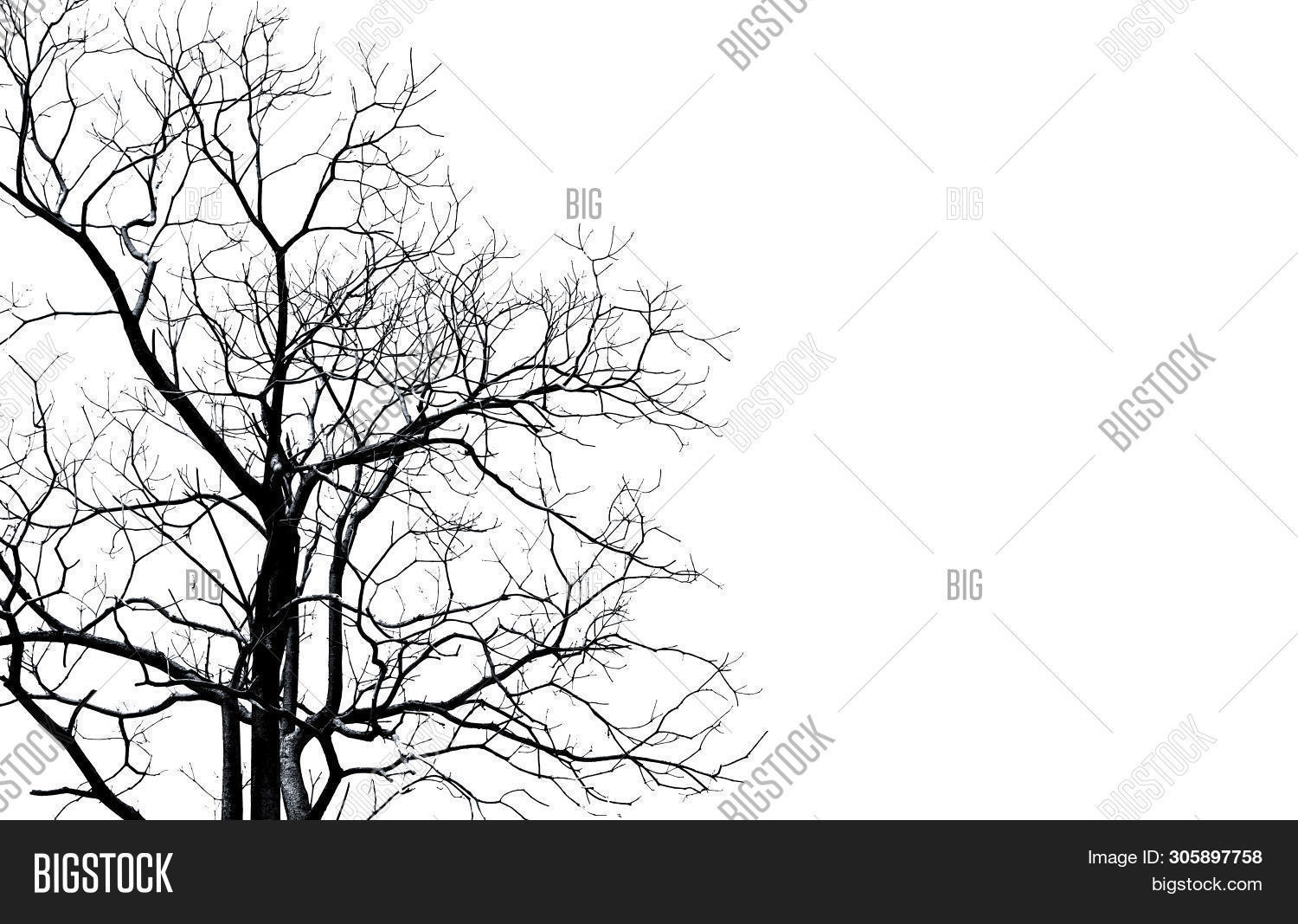 Silhouette Dead Tree Image & Photo (Free Trial) | Bigstock