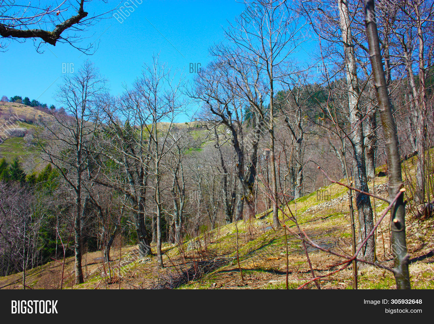 Isolated Natural Image & Photo (Free Trial) | Bigstock