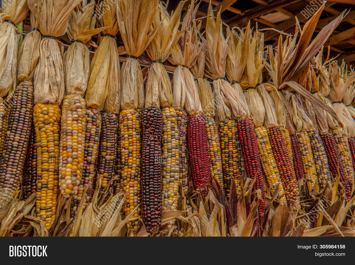 Colorful Indian Corn Image & Photo (Free Trial) | Bigstock