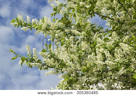 Prunus Padus Species Image & Photo (Free Trial) | Bigstock