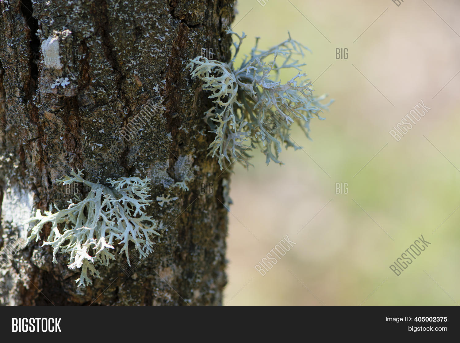 Lichen Wild Forest. Image & Photo (Free Trial) | Bigstock