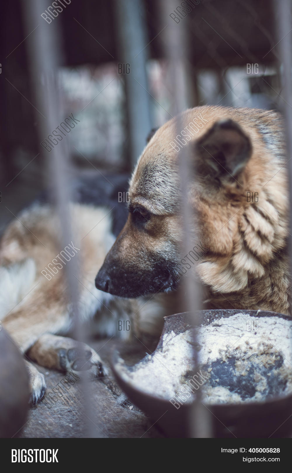 Big Sad Shepherd Old Image & Photo (Free Trial) | Bigstock