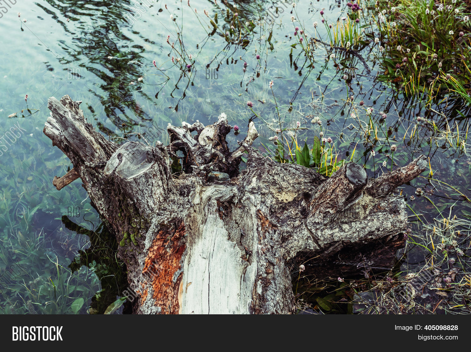 Rotten Fallen Tree Image & Photo (Free Trial) | Bigstock