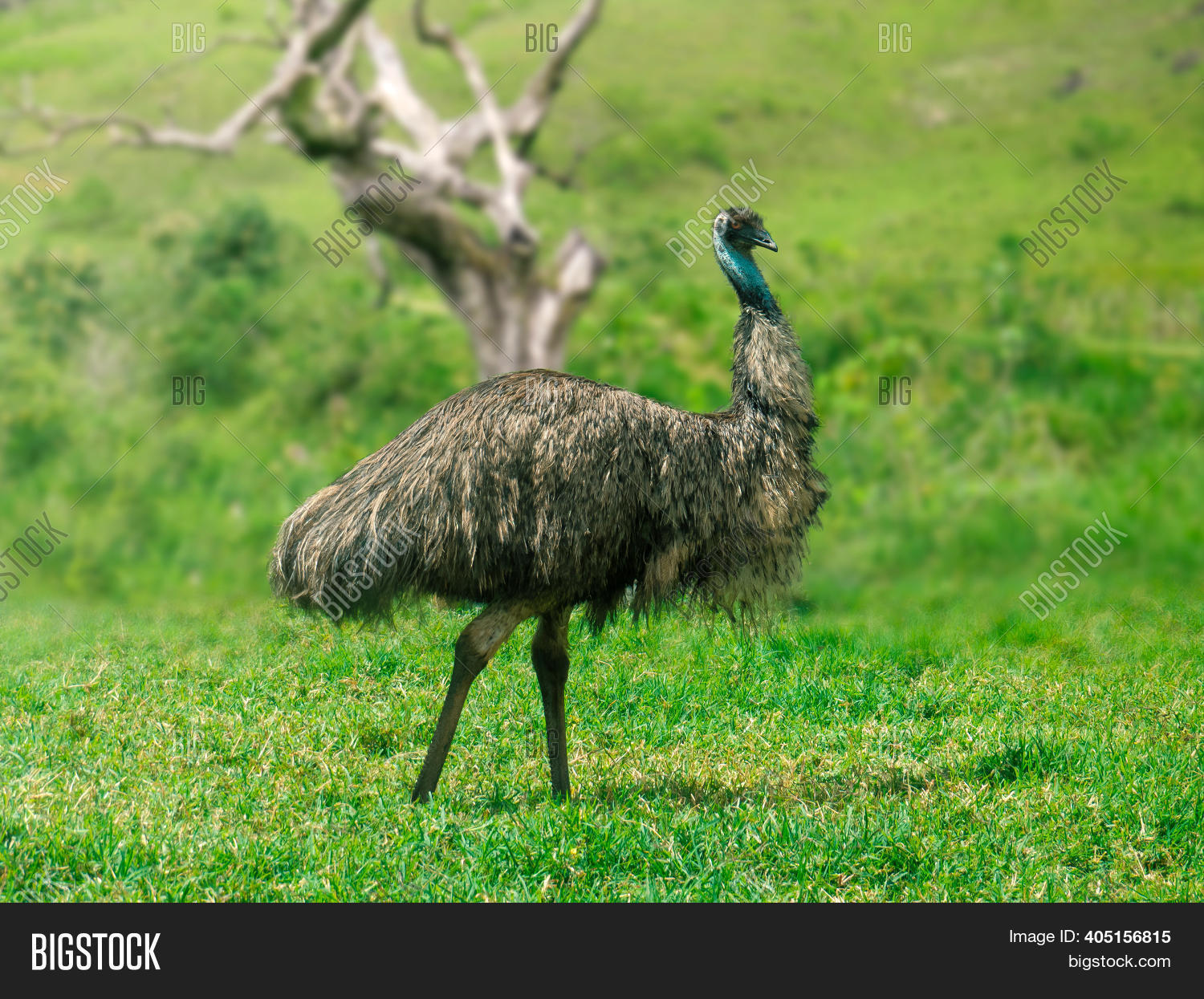 Emu Walking Green Image & Photo (Free Trial) | Bigstock