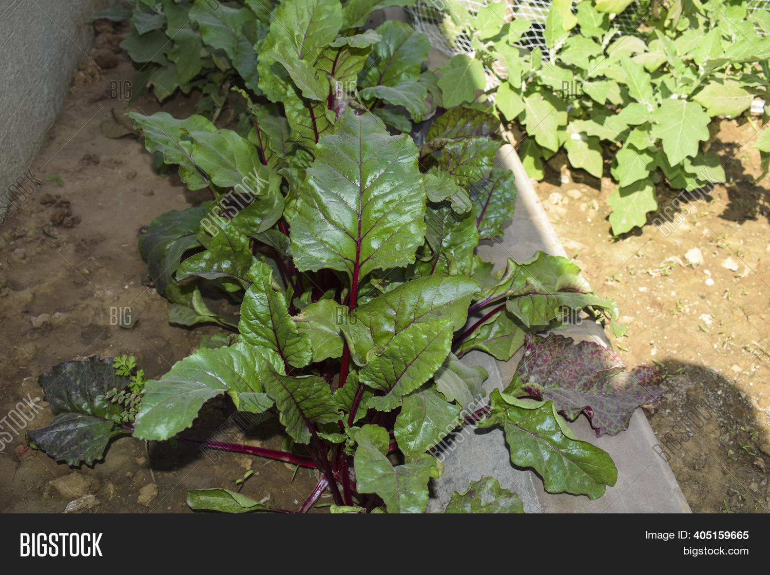 Beet Root Fresh Indian Image & Photo (Free Trial) | Bigstock