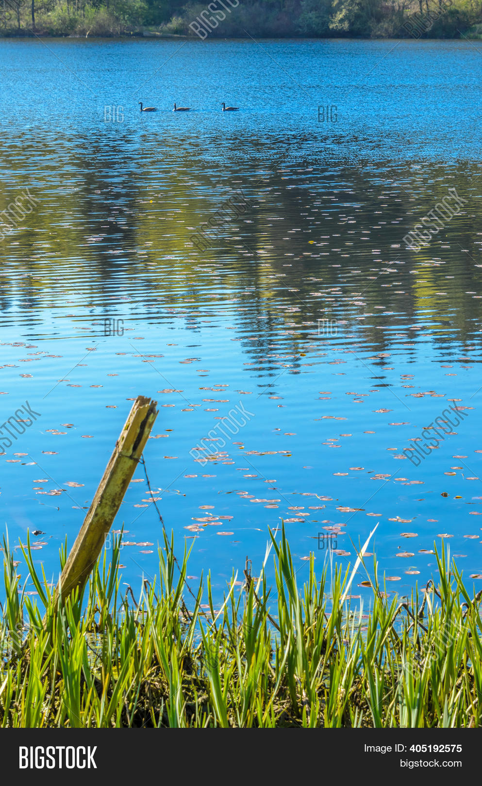 View Small Pond Park Image & Photo (Free Trial) | Bigstock