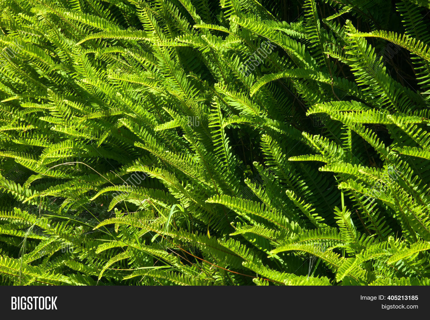 Fishbone Ferns Image & Photo (Free Trial) | Bigstock