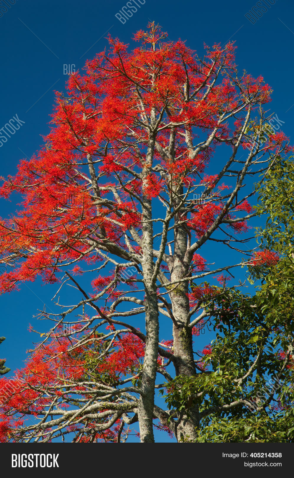 Illawarra Flame Tree Image & Photo (Free Trial) | Bigstock