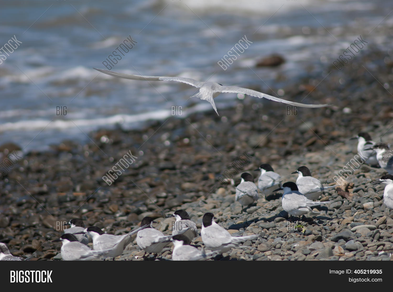 White-fronted Terns Image & Photo (Free Trial) | Bigstock