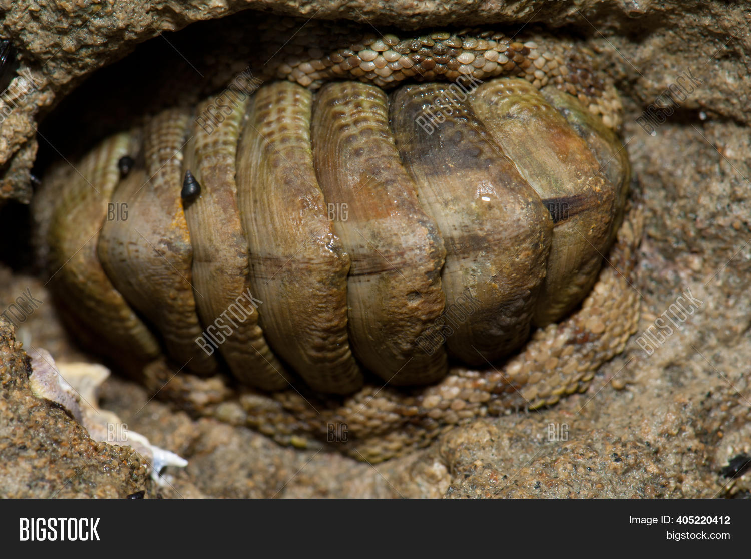 Snakeskin Chiton Image & Photo (Free Trial) | Bigstock