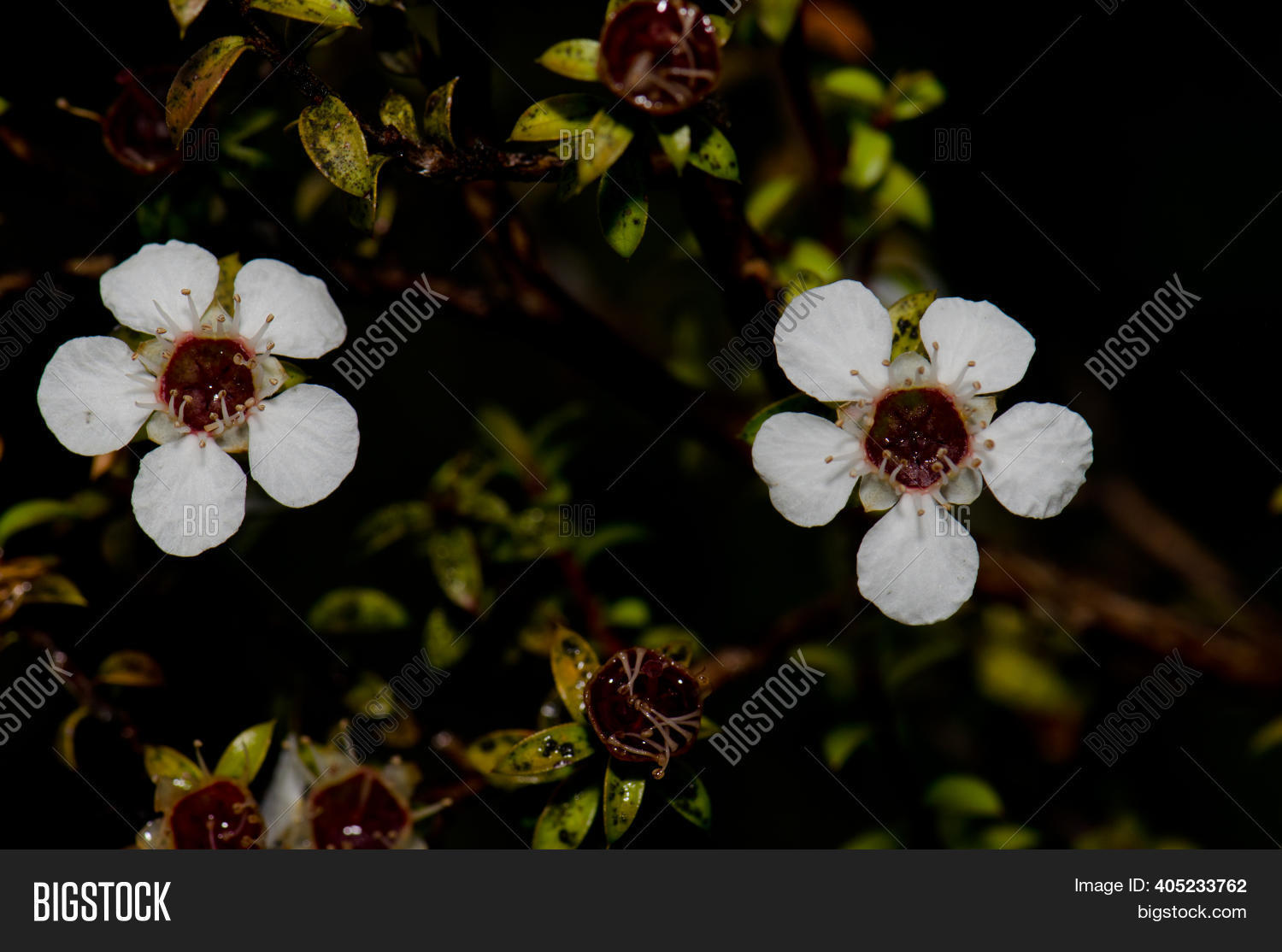 Flowers Manuka Image & Photo (Free Trial) | Bigstock