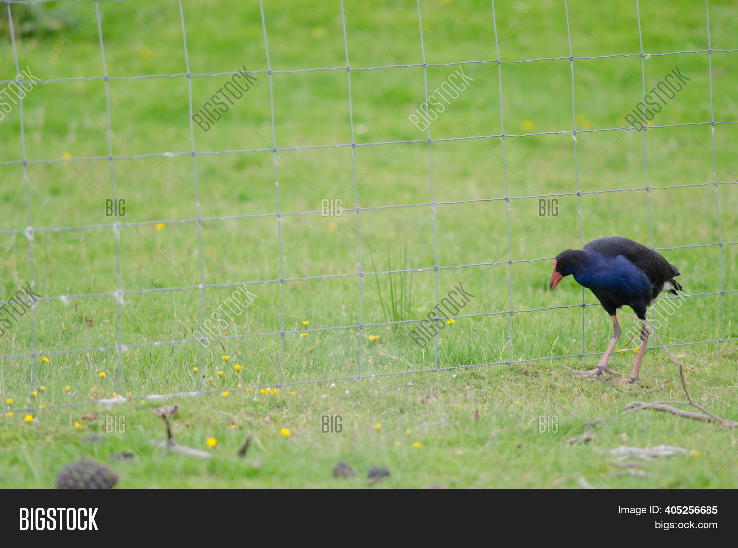 Australasian Swamphen Image & Photo (Free Trial) | Bigstock