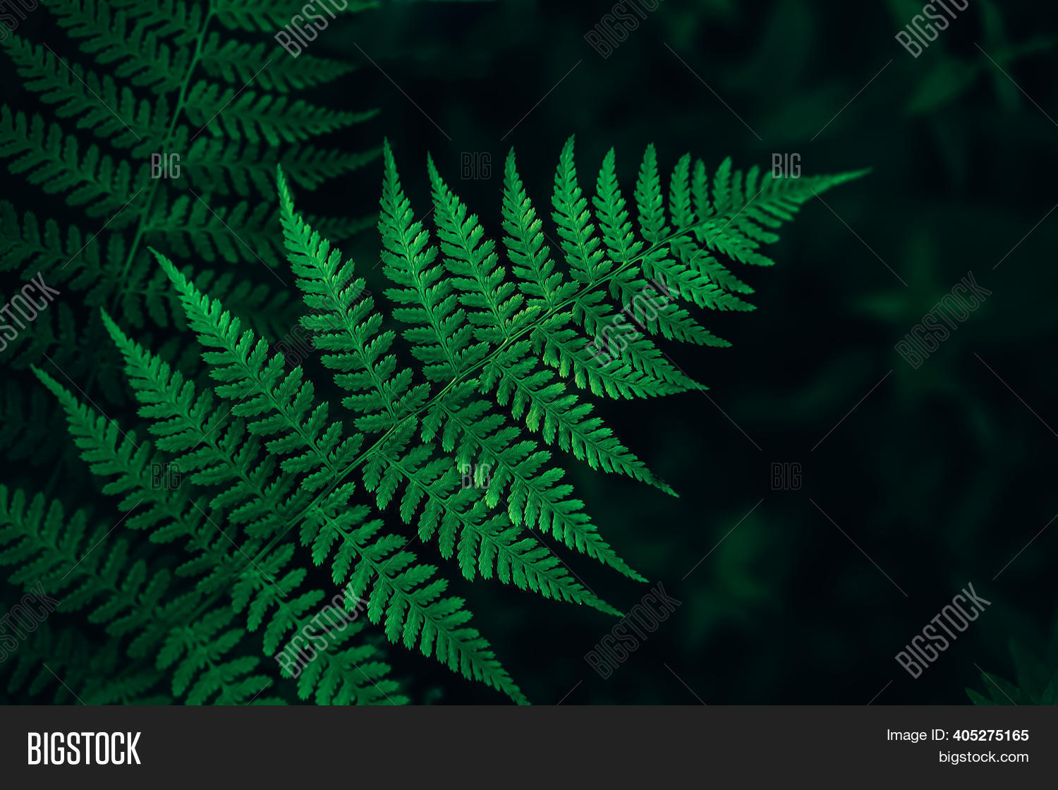 Perfect Natural Fern Image & Photo (Free Trial) | Bigstock