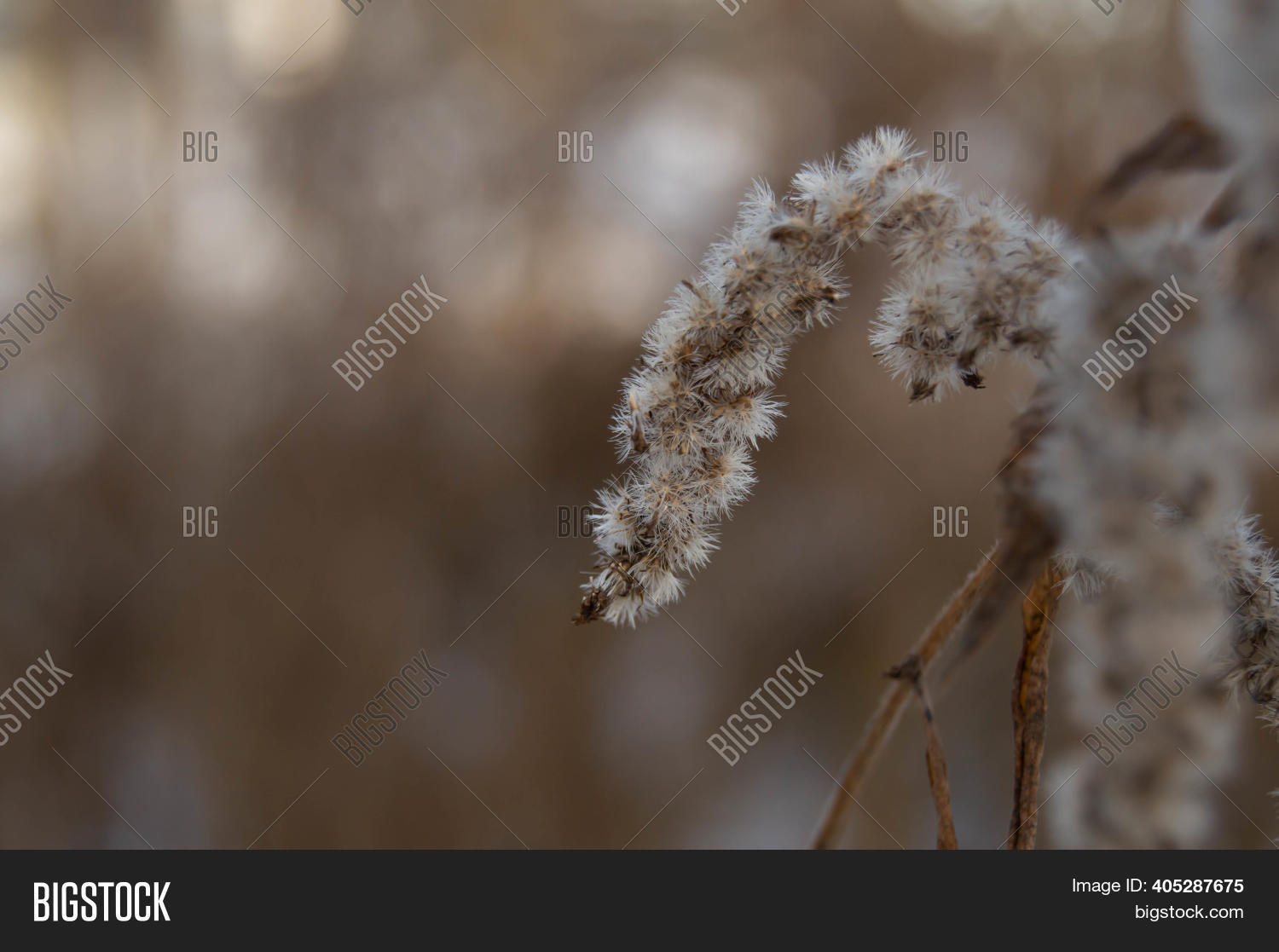 Fluffy Soft Plants On Image & Photo (Free Trial) | Bigstock