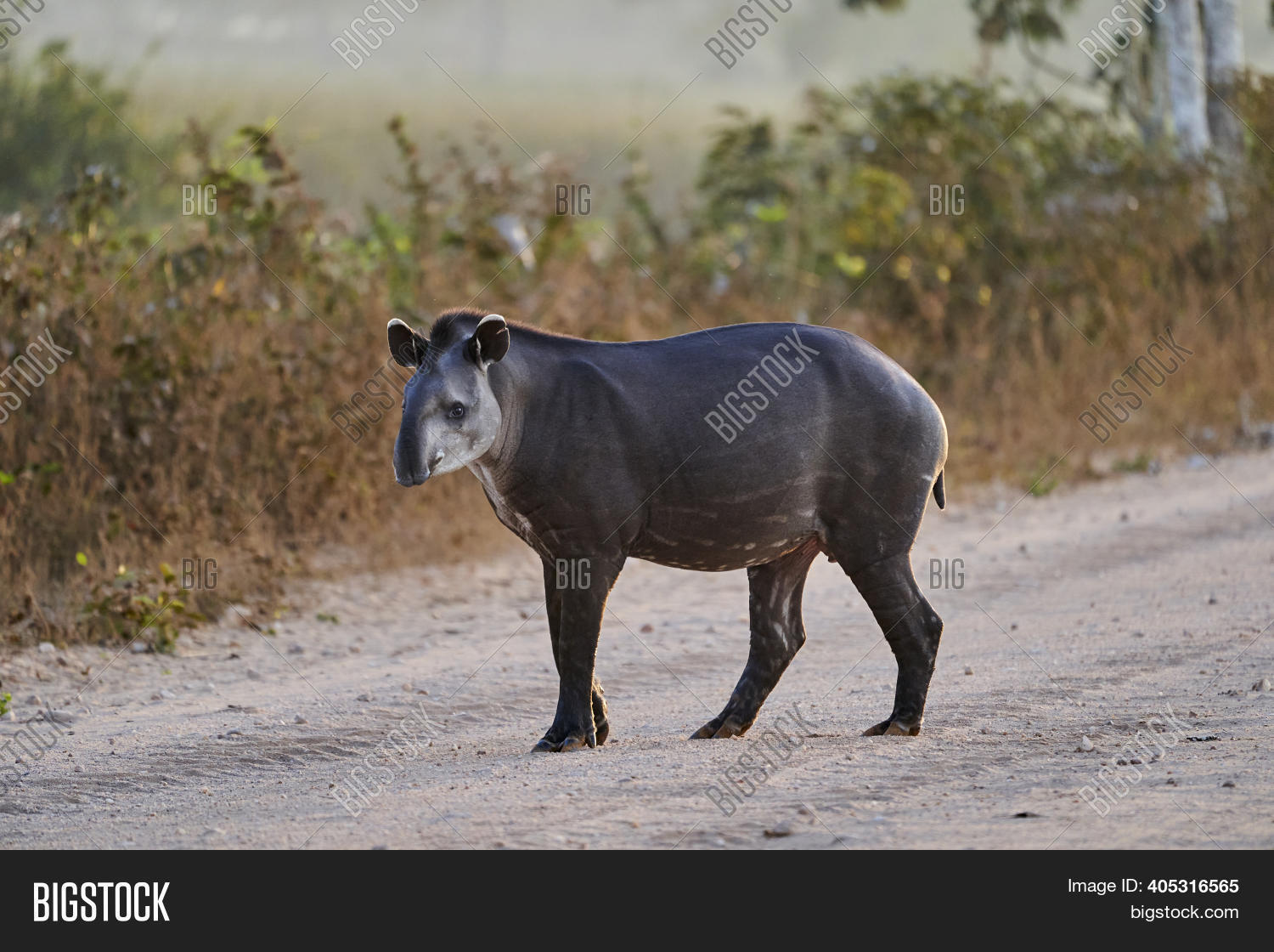 South American Tapir, Image & Photo (Free Trial) | Bigstock