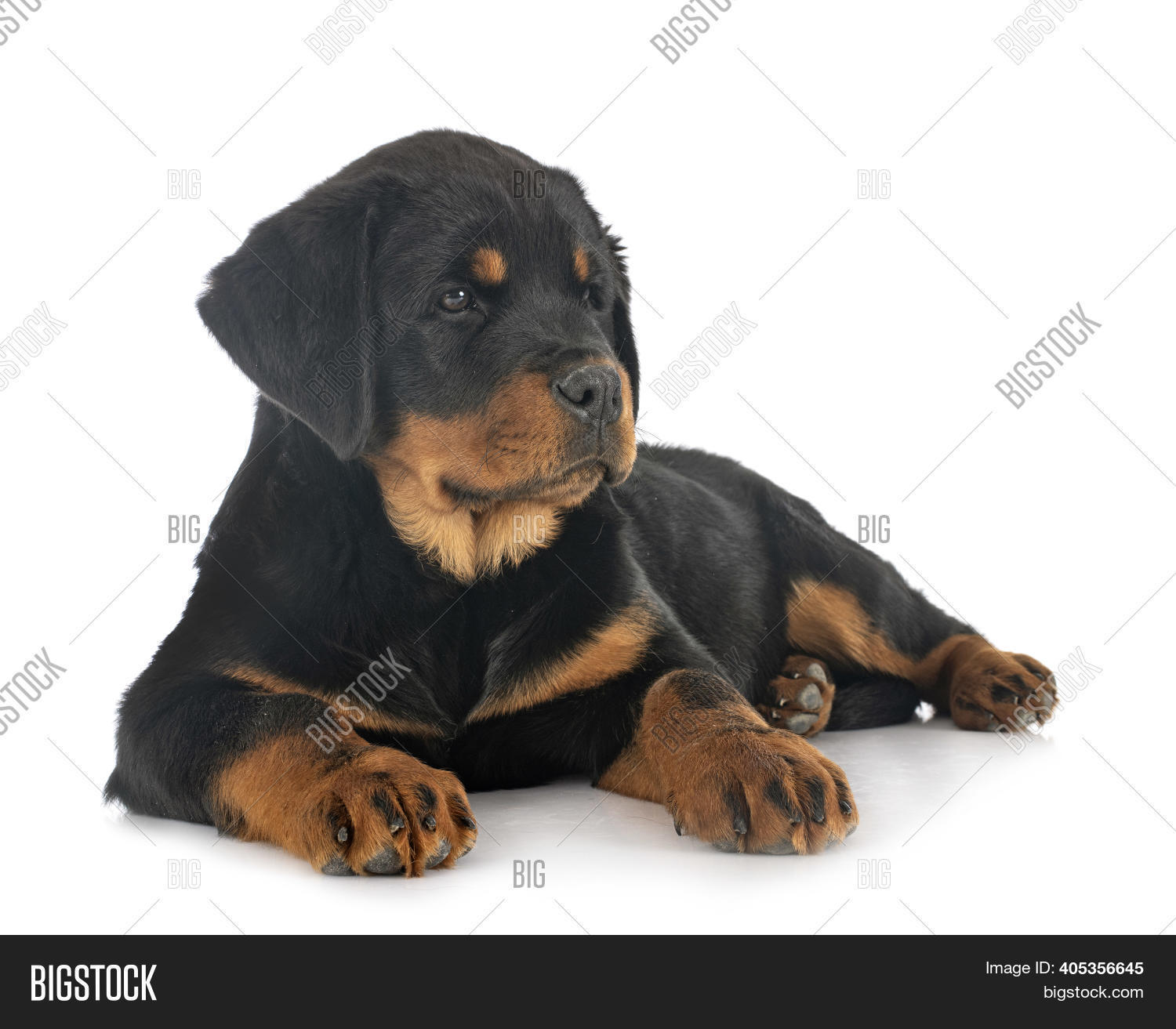 Puppy Rottweiler Front Image & Photo (Free Trial) | Bigstock