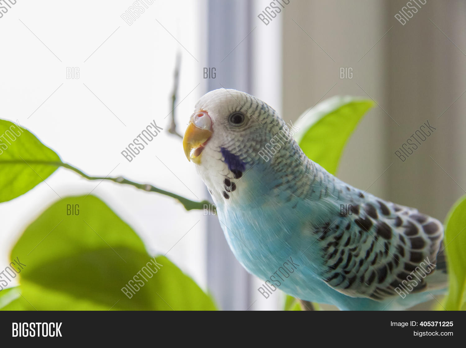 Beautiful Blue Budgie Image & Photo (Free Trial) | Bigstock