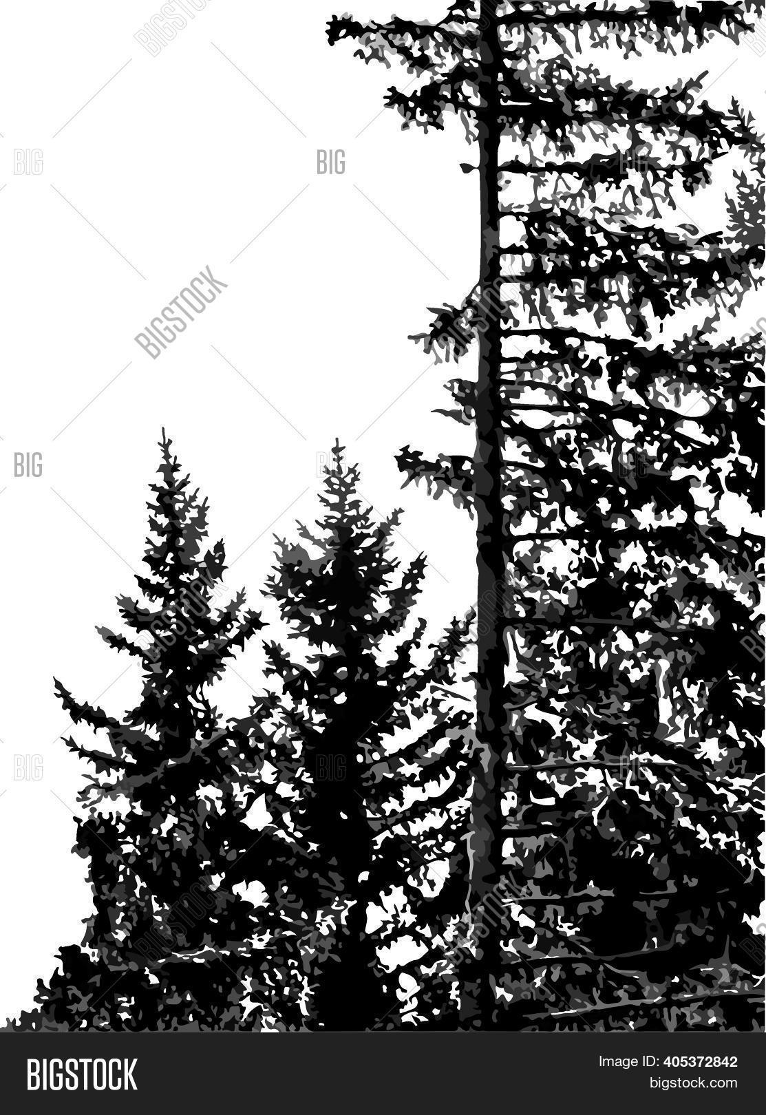 Silhouettes Fir Trees Image & Photo (Free Trial) | Bigstock