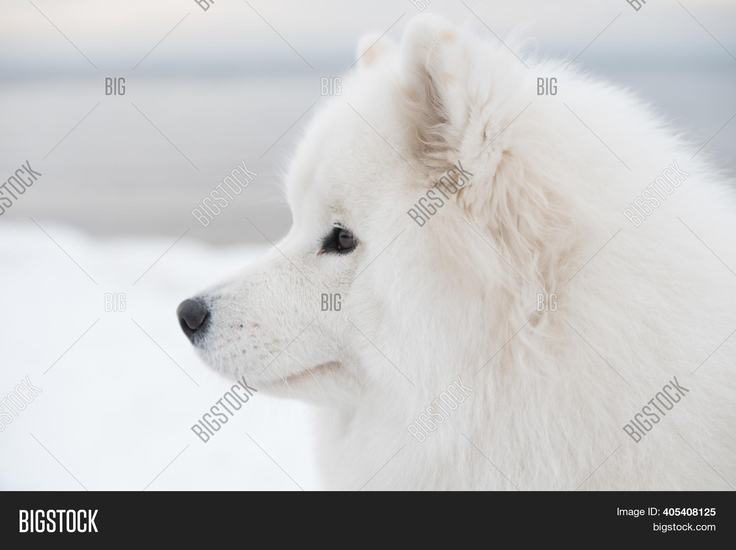Samoyed White Dog Image & Photo (Free Trial) | Bigstock