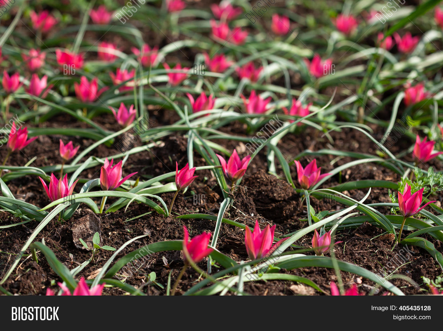 Tulipa Orphanidea " Image & Photo (Free Trial) | Bigstock