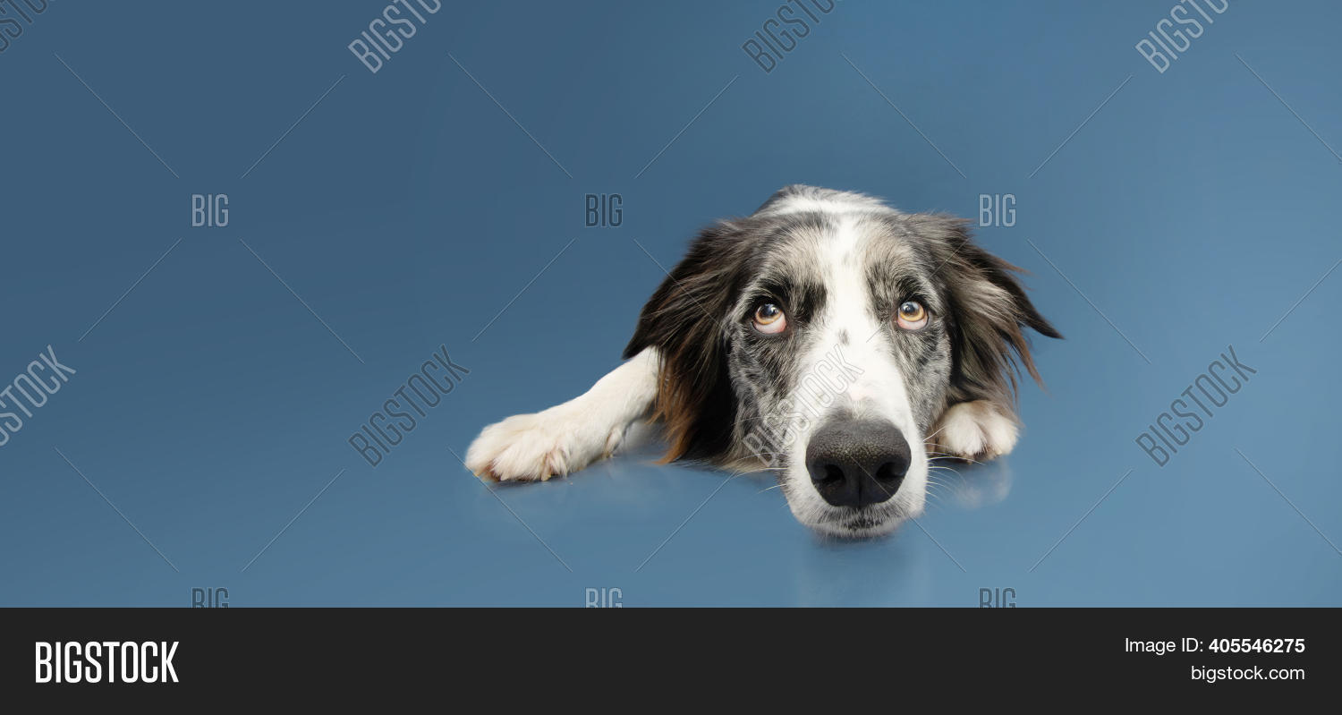 Sad Border Collie Dog Image & Photo (Free Trial) | Bigstock