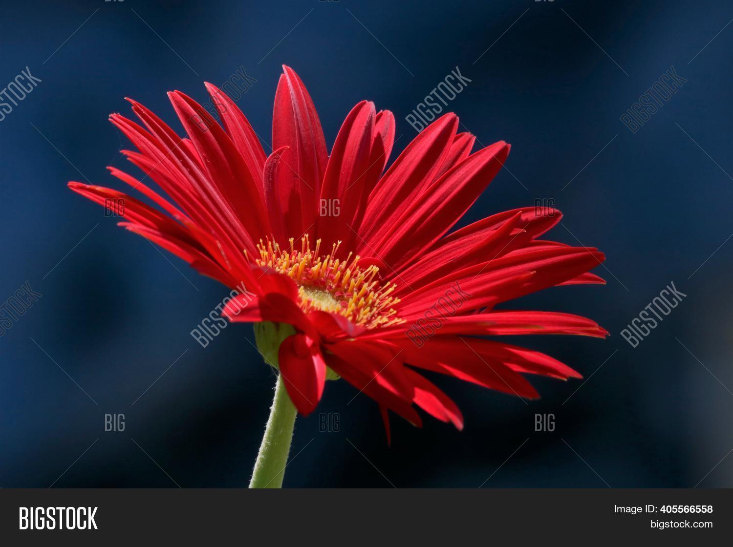 Red Gerbera Daisy Photography