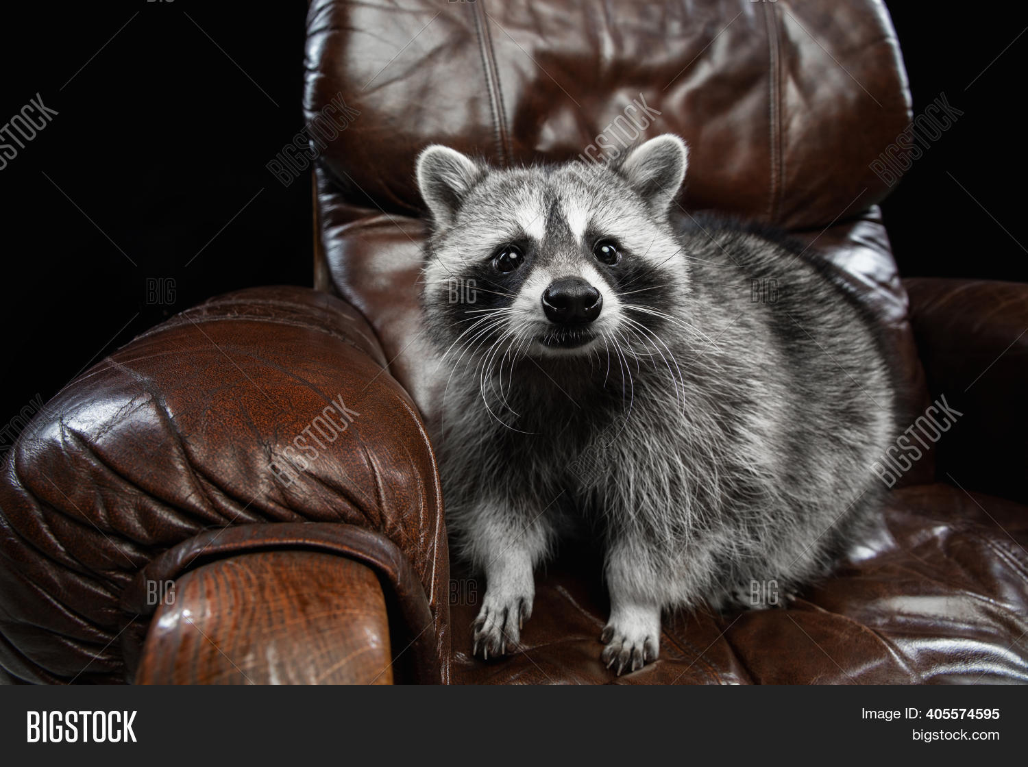 Cute Raccoon Sitting Image & Photo (Free Trial) | Bigstock