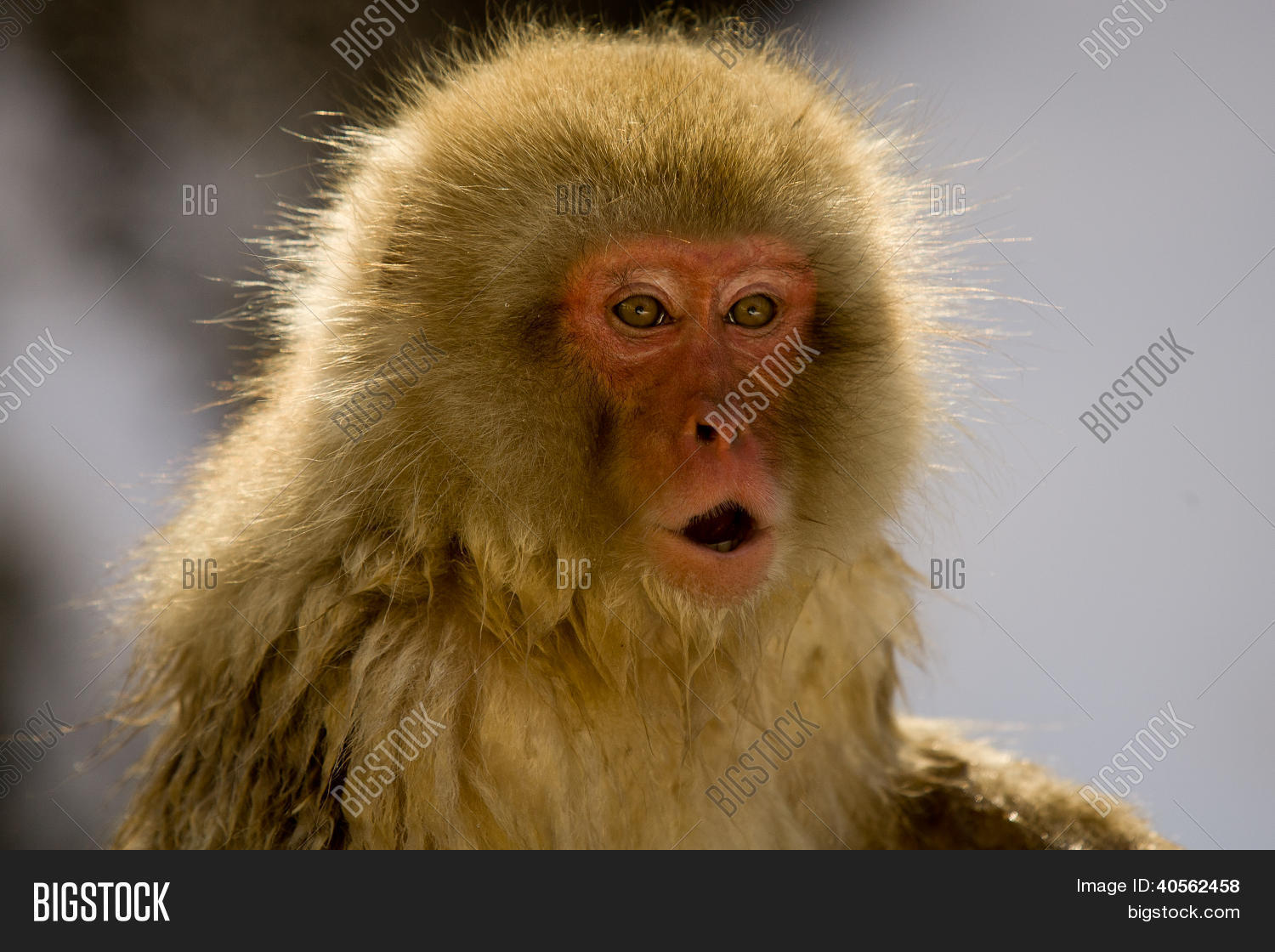 Portrait Snow Monkey Image & Photo (Free Trial) | Bigstock